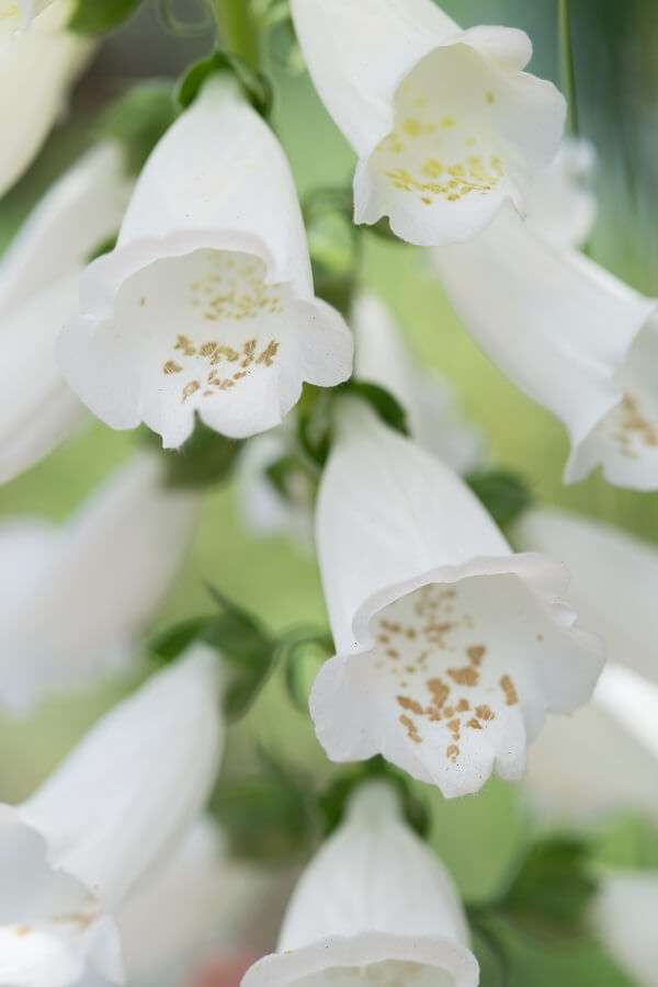 Digitalis - Perennial Power