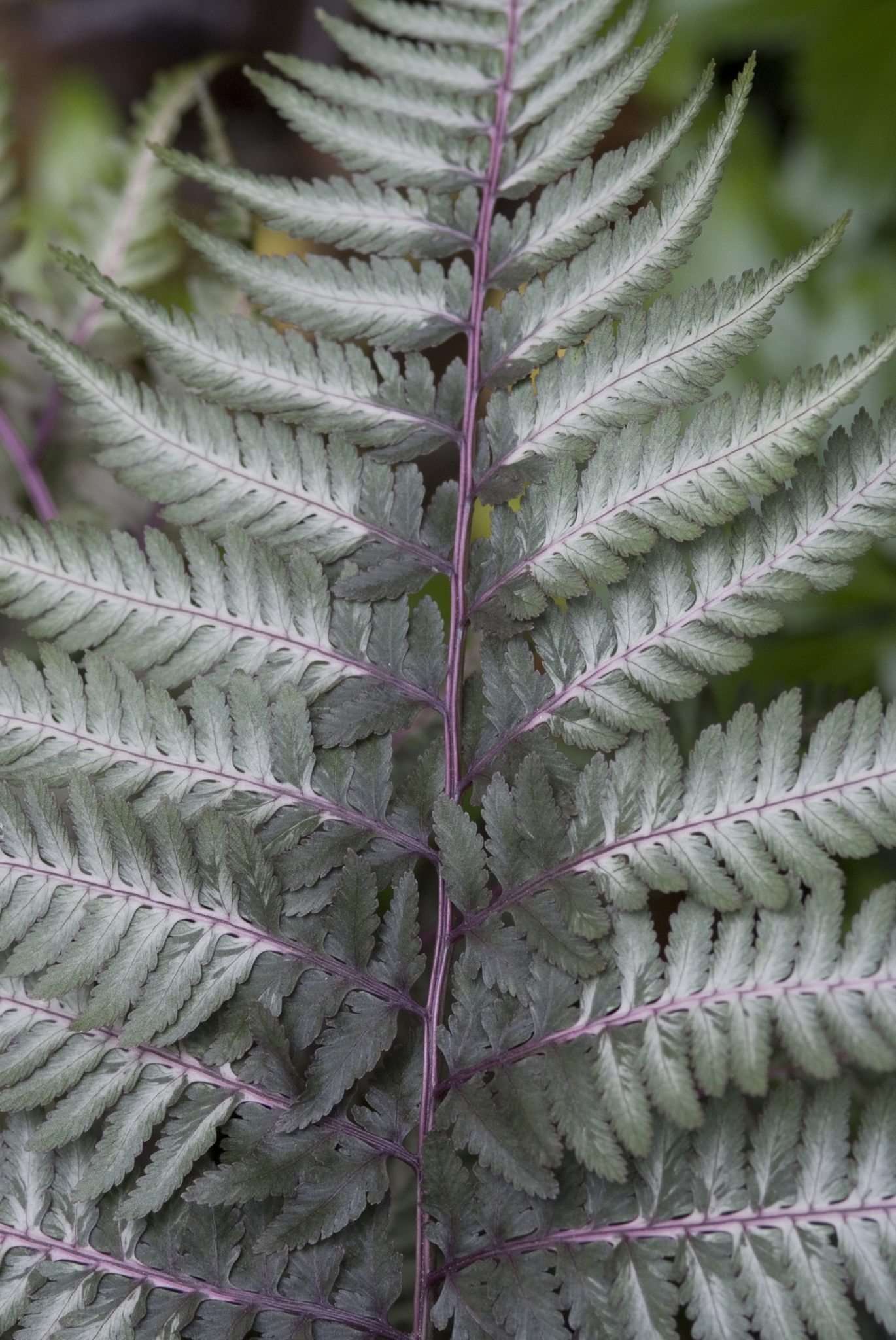 Athyrium - Perennial Power