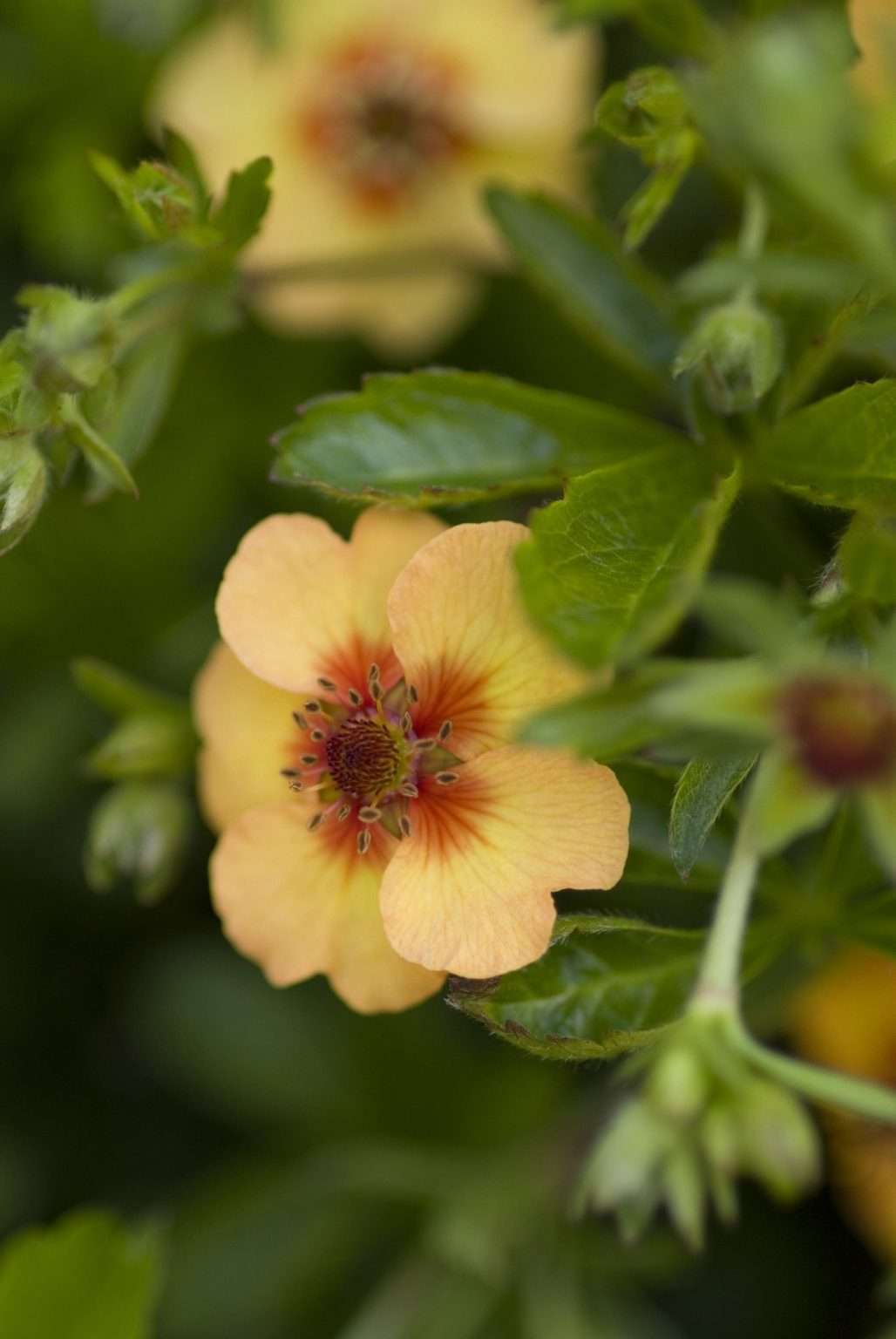 Potentilla - Perennial Power
