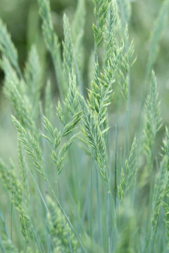 Festuca - Perennial Power