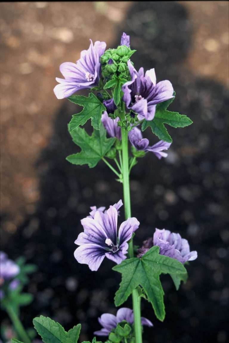 Malva - Perennial Power