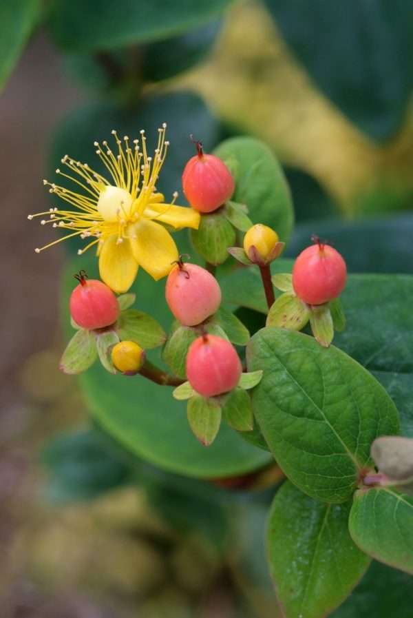 Hypericum - Perennial Power