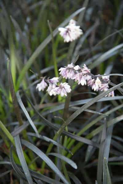 Ophiopogon - Perennial Power