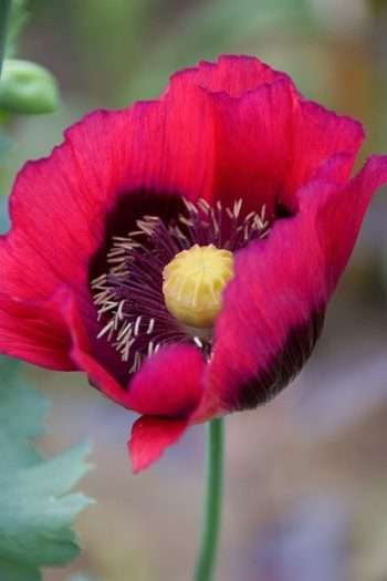 Papaver - Perennial Power