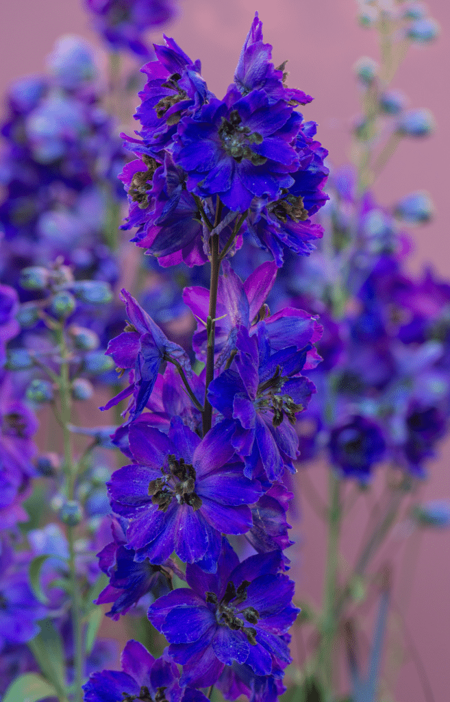 Larkspur: queen of the border - Perennial Power