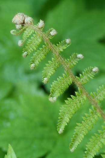 Time to green your garden - Perennial Power