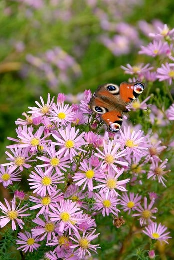 Time to green your garden - Perennial Power