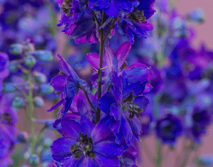 Plant perennials and turn your garden into a haven for bees